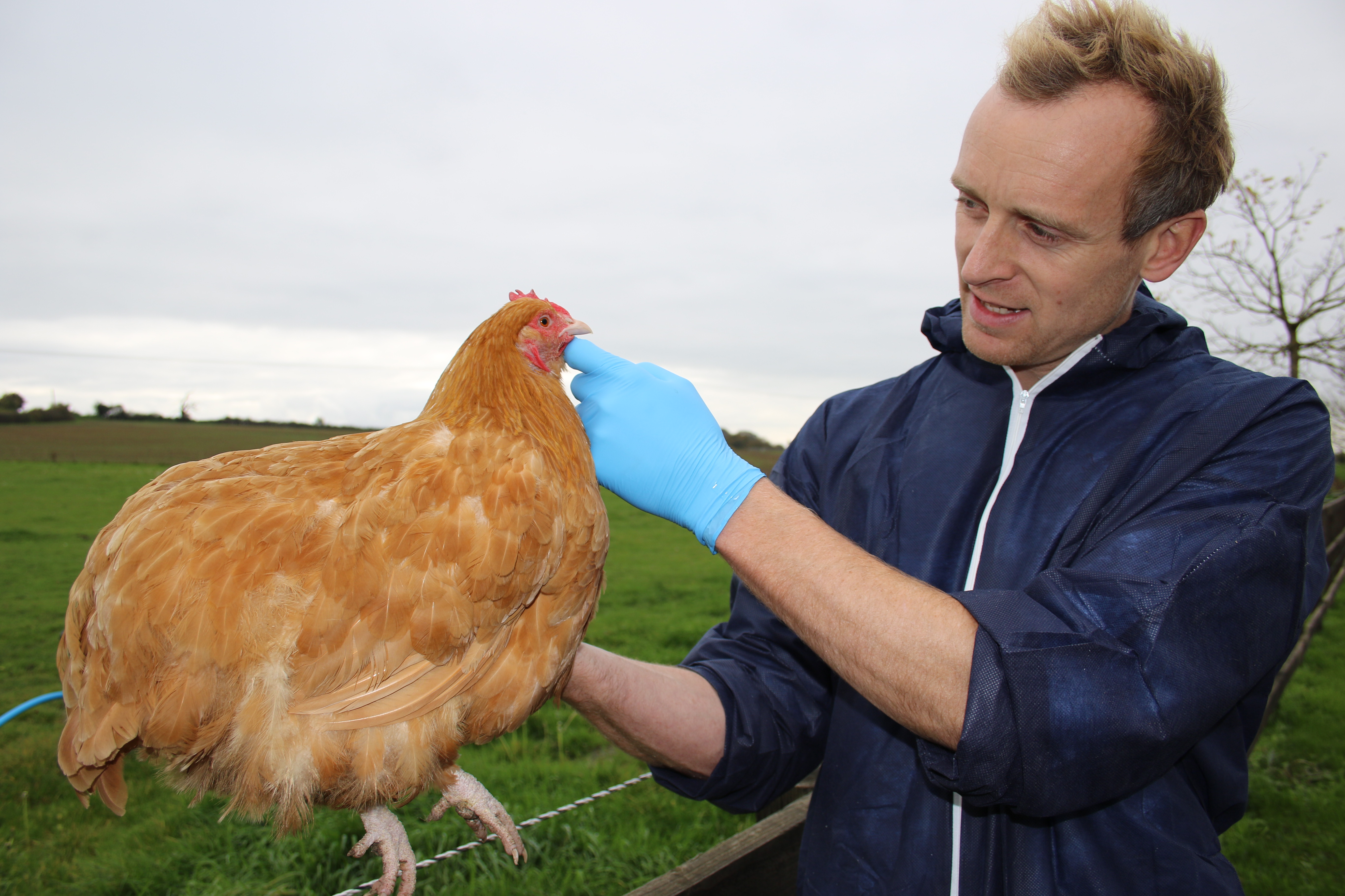 The Chicken Vet | 2025 CPD Courses | Backyard Poultry