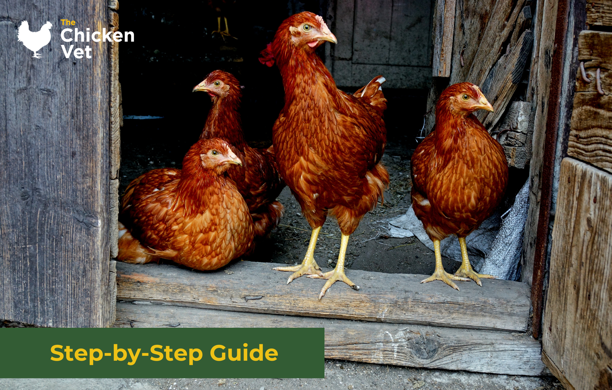 Minimise Red Mite: Simple Steps for Effective Control