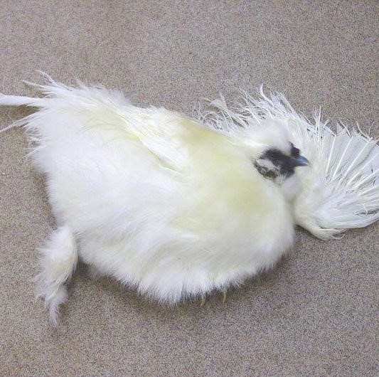 A Review of Mareks Disease in Backyard Flocks