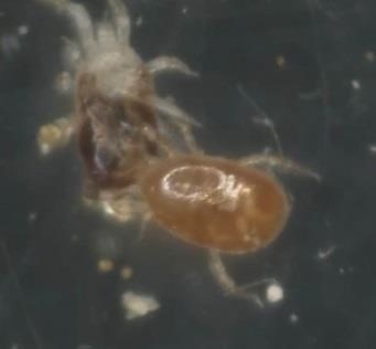 An approach to red mite control with predator mites