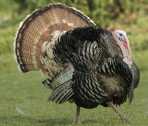 Turkeys - Disease problems throughout the year