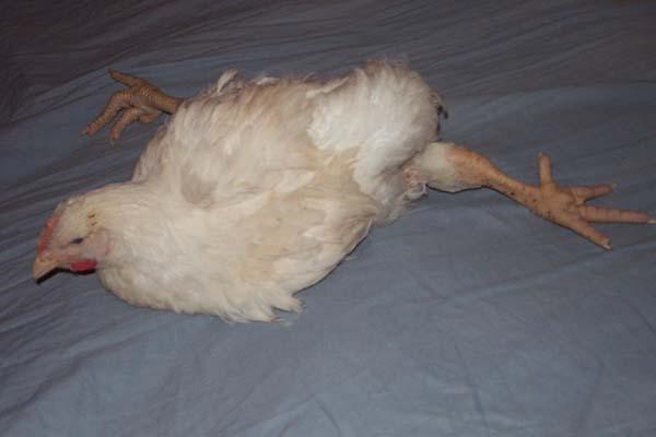 A Review of Mareks Disease in Backyard Flocks