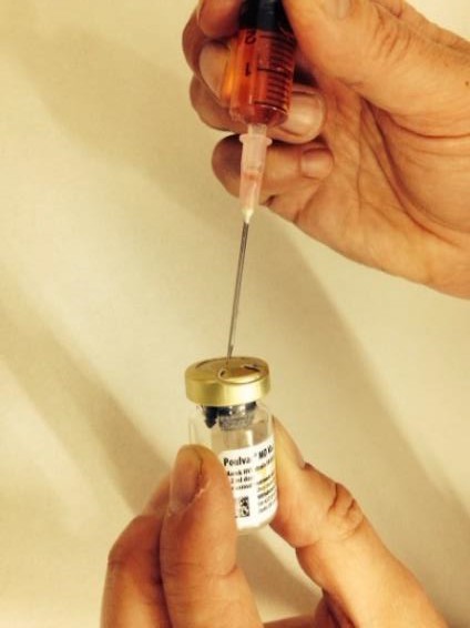 Practical guide to using Marek’s vaccine in small flocks