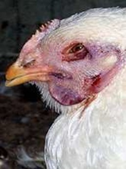 Notifiable Diseases in Backyard Poultry