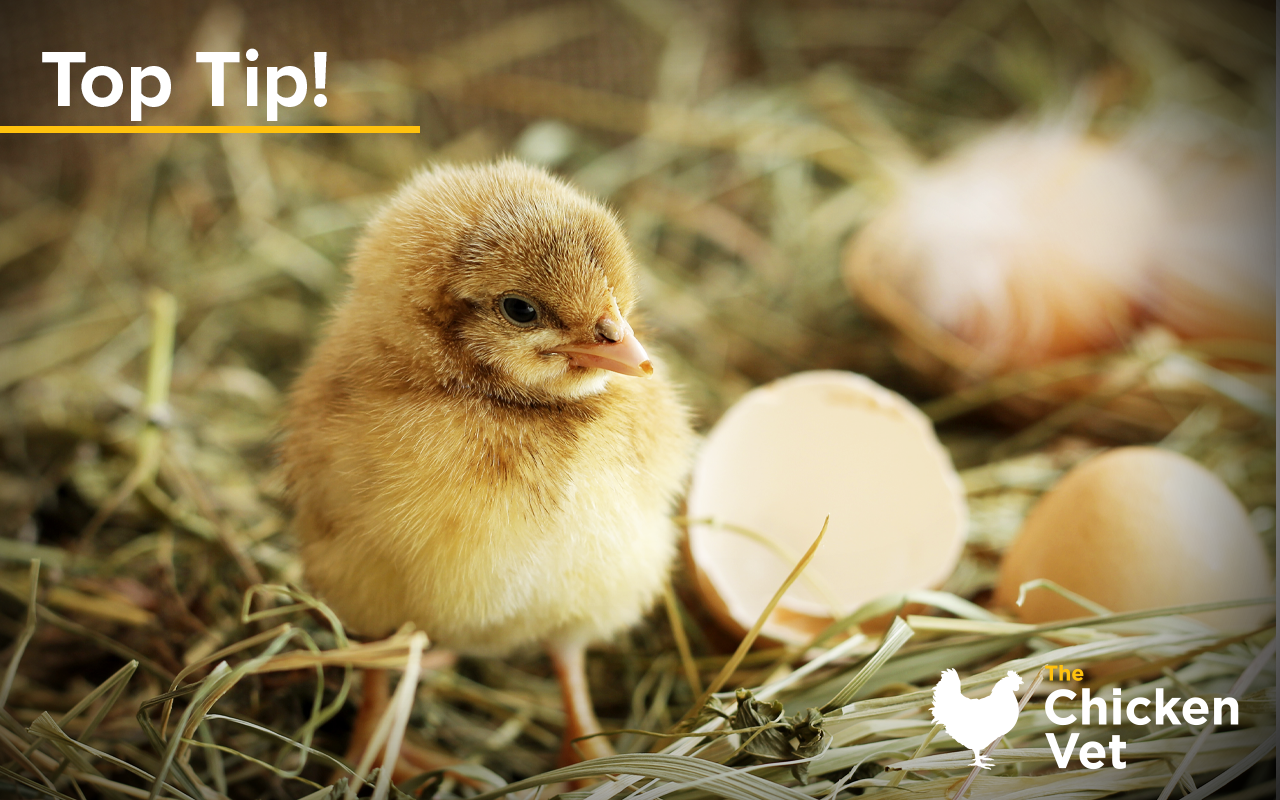 When introducing young birds to the flock provide fresh bedding regularly